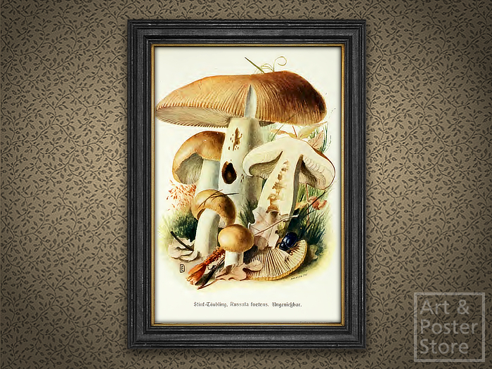 Second Life Marketplace - STINKING RUSSULA Mushroom Vintage Botanical ...