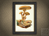 Second Life Marketplace - Shaggy Scalycap Mushroom Vintage Botanical ...