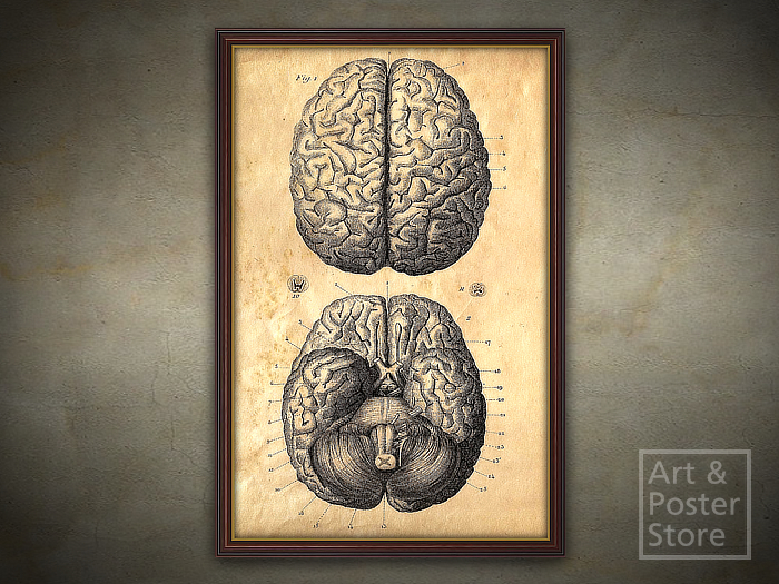 Second Life Marketplace - HUMAN BRAIN Antique Print | Brown Beaded Frame