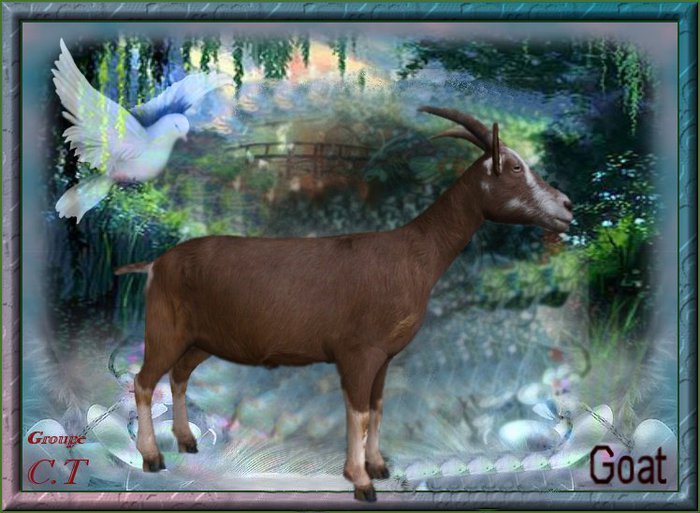 Second Life Marketplace - BB Goat Box Male