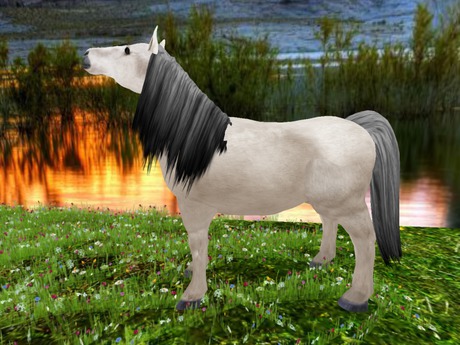 Second Life Marketplace - BB Pony M Maverick Champagne LL