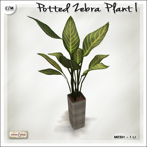 Second Life Marketplace - [V/W] Potted Zebra Plant I