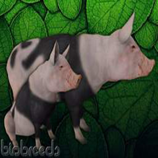 Second Life Marketplace - BB Pig Box Male STARTER