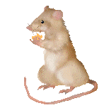 Second Life Marketplace - Rat Nibbling Cheese - Animated