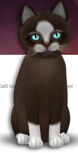 Second Life Marketplace - ♀ new born kitten RARE Fur: Chateau Cat ...