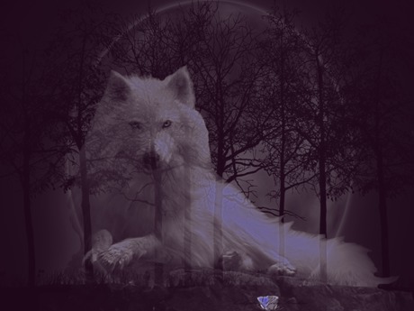 Second Life Marketplace - 2016-12 Moon Wolf FatPack (boxed)