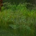 Second Life Marketplace - Jagger Bush - Mesh - C/M - 0.5 LI - Forests ...