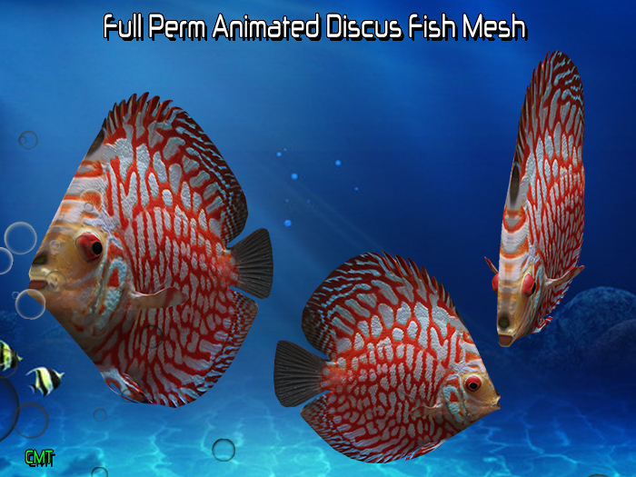 Second Life Marketplace - Full Perm Amazing Animated Discus Fish HQ Mesh