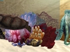 Second Life Marketplace - The Octopus Haven Museum Tank-crate