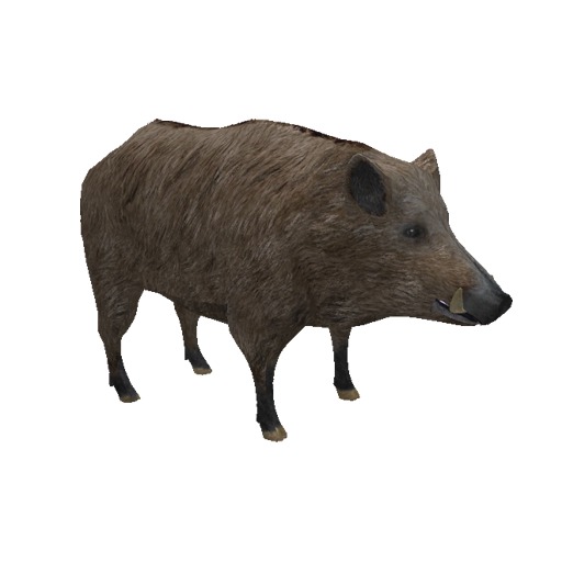 Second Life Marketplace - H.O.W. Mesh Wild Boar, Full Perm, Low LI, Low ...