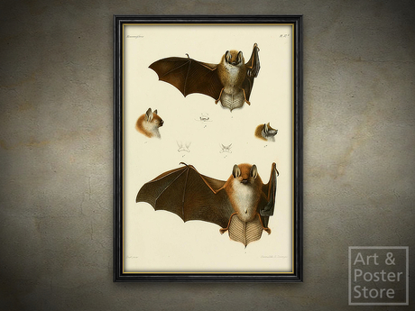 Second Life Marketplace - CHIROPTERA (Bat) Antique Scientific ...