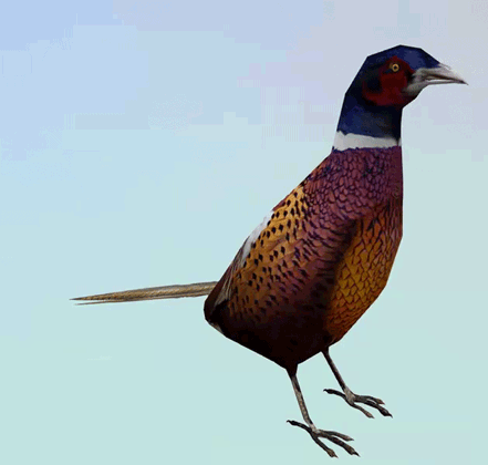 Second Life Marketplace - Full Perm Animated Standing Ring Necked ...