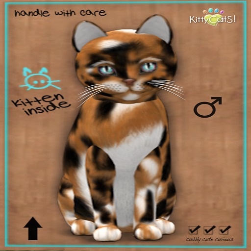 Second Life Marketplace Kittycats Box 6t Maine Coon Plush Calico 0101