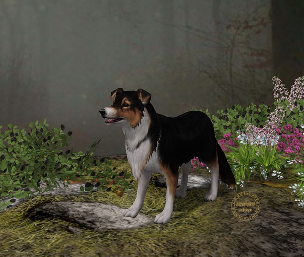 Second Life Marketplace - JIAN Southern Shelties 12. Wander Sheltie Tri BOX