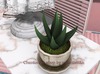 Second Life Marketplace - ROIRO - "Uekimuro" succulent-02 -BOX