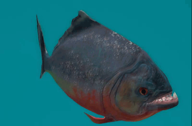 Second Life Marketplace - Full Perm Amazing Animated Piranha Fish HQ Mesh