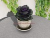 Second Life Marketplace - ROIRO - "Uekimuro" succulent-01 -BOX