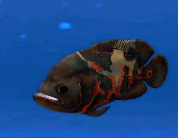 Second Life Marketplace - Full Perm Amazing Animated Oscar Fish HQ Mesh
