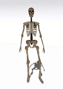 Second Life Marketplace - Skeleton Avi Full Perm Mesh