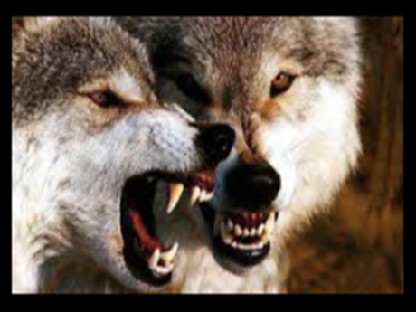 Second Life Marketplace - Picture Frames - Wolves (8 different types)