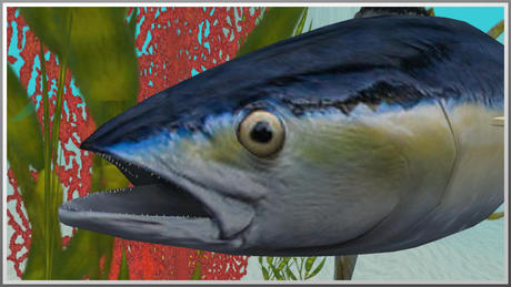 Second Life Marketplace - 90011 yellow fin tuna