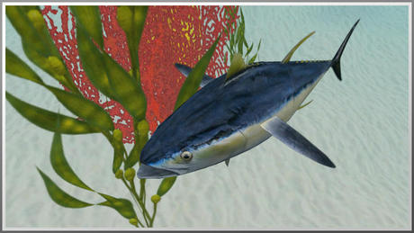 Second Life Marketplace - 90011 yellow fin tuna