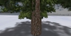 Second Life Marketplace - .:GBH:. Mesh pine trees