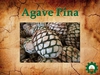 Second Life Marketplace - DFS texture Agave Pina Basket