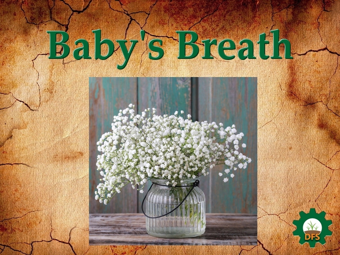 Second Life Marketplace - DFS Texture Baby Breath