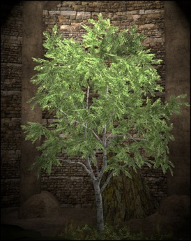 Second Life Marketplace - Season Changing Birch Tree w/Wind Effect