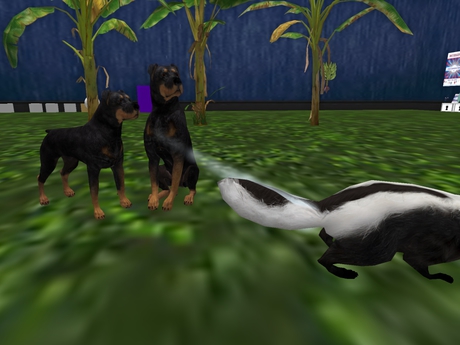 Second Life Marketplace - Animated Spraying Skunk with Rottweiler Dogs ...