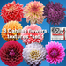 Second Life Marketplace - 8 Dahlias flowers FP set1