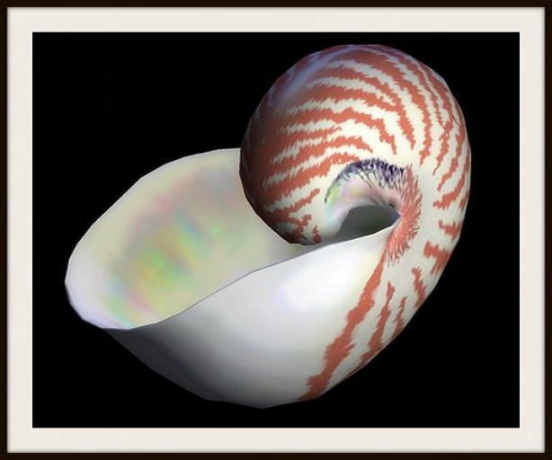 Second Life Marketplace - Nautilus ohm shell real
