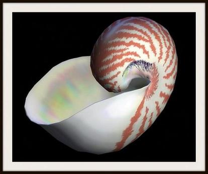 Second Life Marketplace - Nautilus ohm shell real