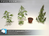 Second Life Marketplace - [Prim 3D] - Cannabis Plants "FULL PERM"*