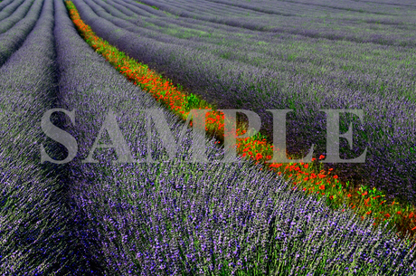 Second Life Marketplace - Poppies In Lavender