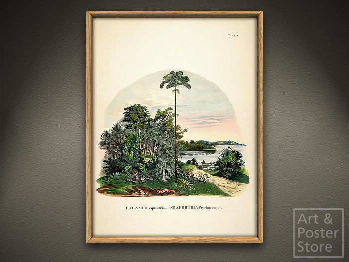 Second Life Marketplace - Vintage Palm Illustration - Calamus Equestris ...