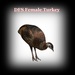 Second Life Marketplace - DFS TEXTURE - DFS Female Turkey