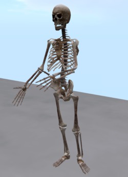 Second Life Marketplace - Skeleton standing ao animesh