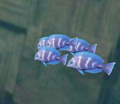 Second Life Marketplace - Slumber Blue Fish Group