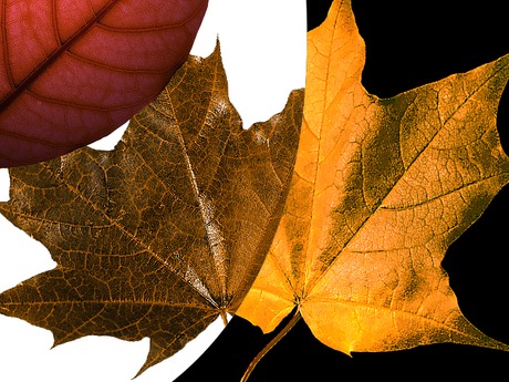 Second Life Marketplace - Autumn Fall Leaves Transparent Alpha Textures ...
