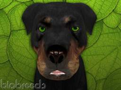 Second Life Marketplace - BB Rotty Box - Male - Coat: Full Moon, Eyes ...