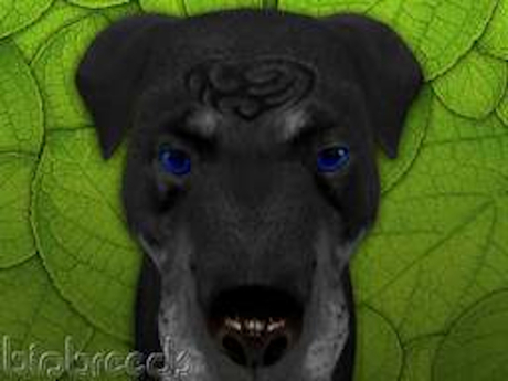 Second Life Marketplace - BB Rotty Box - Male - Coat: Full Moon, Eyes ...