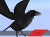 Second Life Marketplace - FPM Static Standing Crow - Full Perm - 0.5 LI