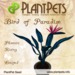 Second Life Marketplace - PlantPet Seed [Bird of Paradise *Phoenix ...