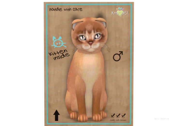 Second Life Marketplace - KittyCatS Box - 8 T - M - Abyssinian - Cinnamon