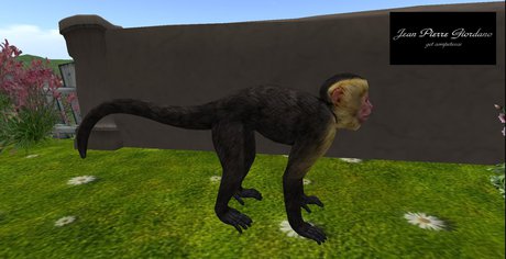 Second Life Marketplace - Monkey Judy mesh