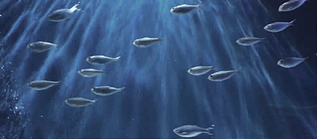 Second Life Marketplace - Sanna Fish Loop SET MM