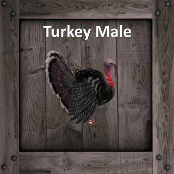 Second Life Marketplace - DFS Turkey Male (Texture)