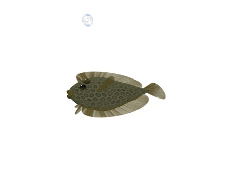 Second Life Marketplace - (7S) Common Fish: Yellow Flounder